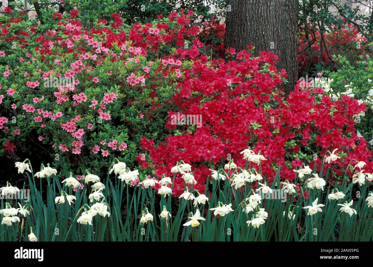 RHODODENDRON AZALEA MIXED COLOURS FLOWERS WHOLE PLANT Stock Photo - Alamy