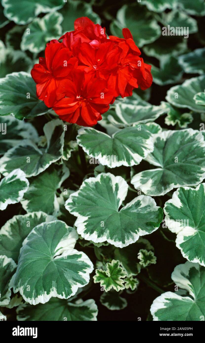 Pelargonium wilhem languth hi-res stock photography and images - Alamy