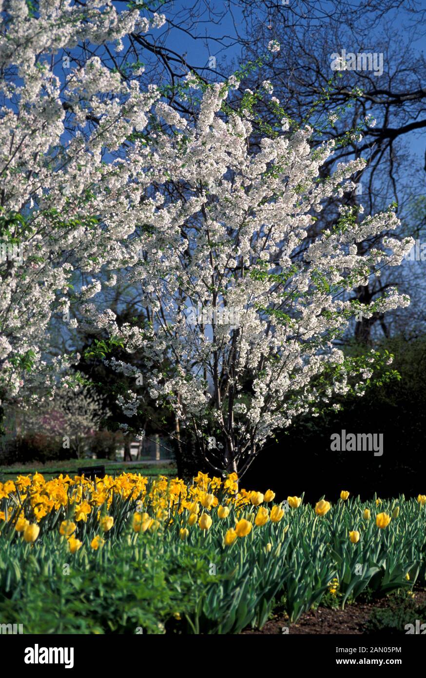 Prunus yedoensis hi-res stock photography and images - Alamy