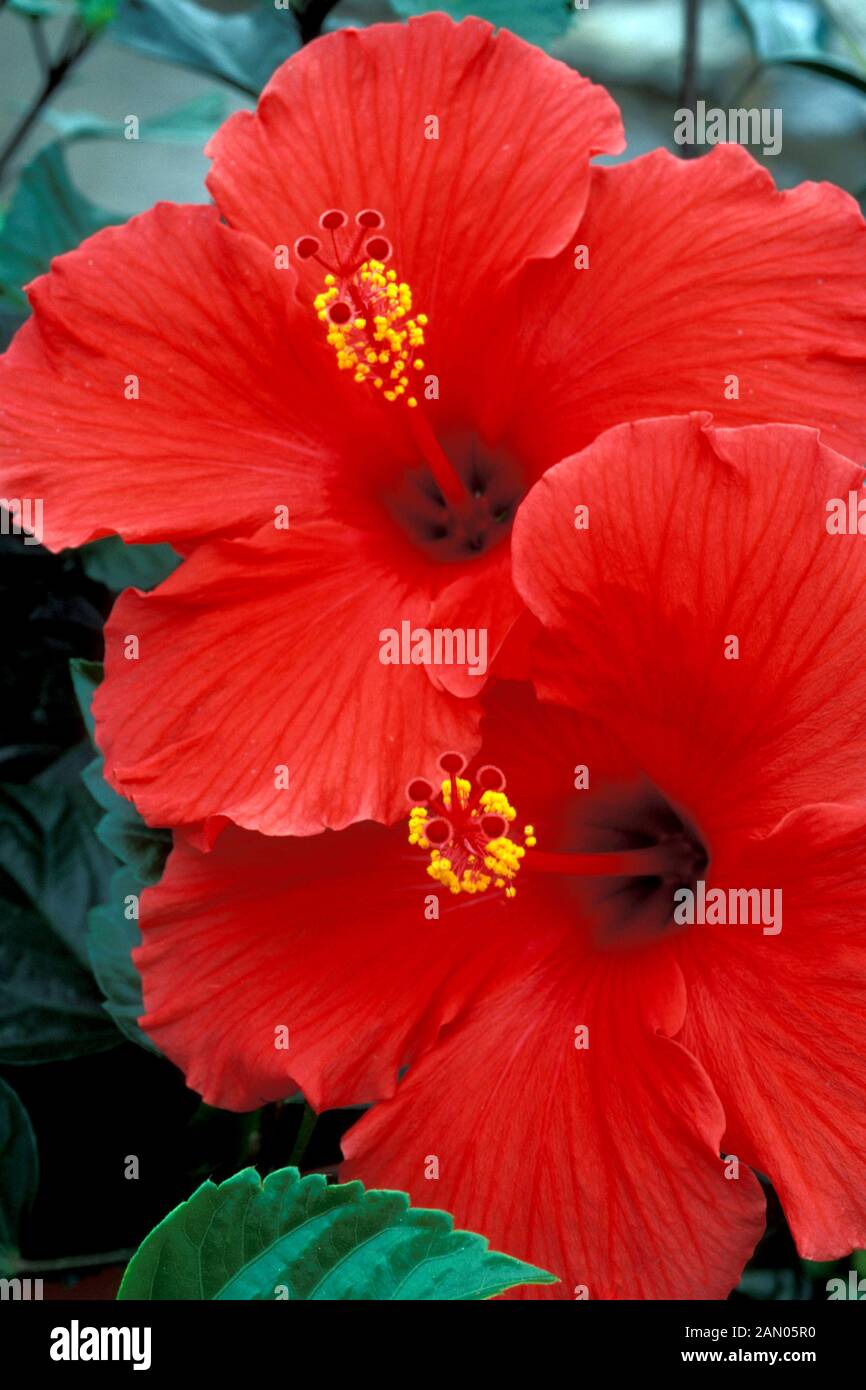 HIBISCUS ROSA SINENSIS BRILLIANT ROSE OF CHINA Stock Photo - Alamy
