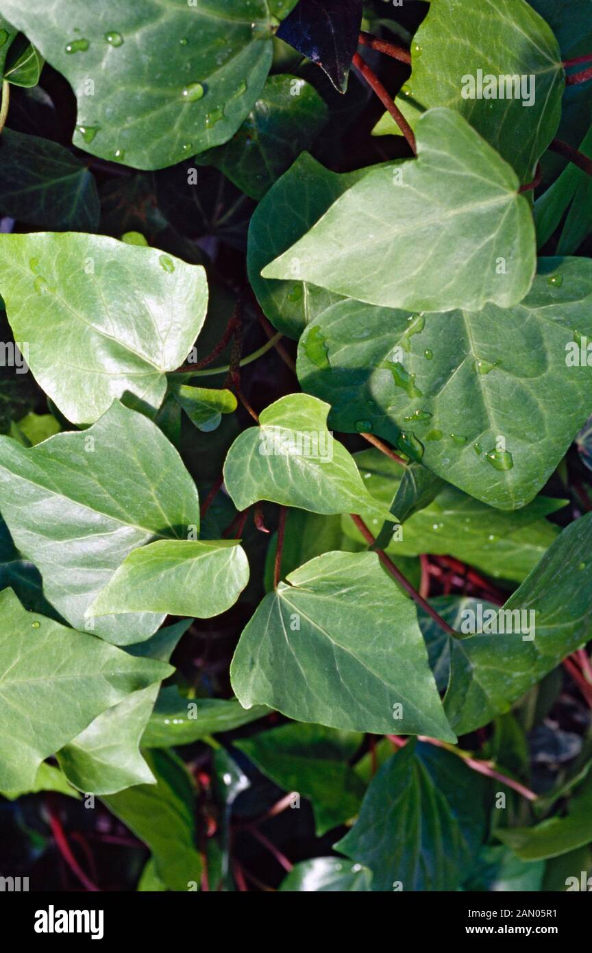 Hedera canariensis hi-res stock photography and images - Alamy