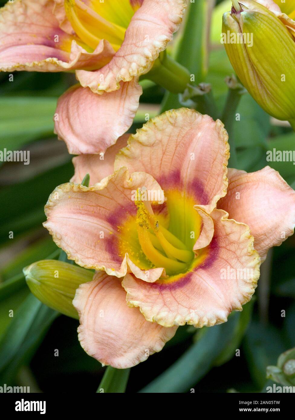 Pink goblin hi-res stock photography and images - Alamy