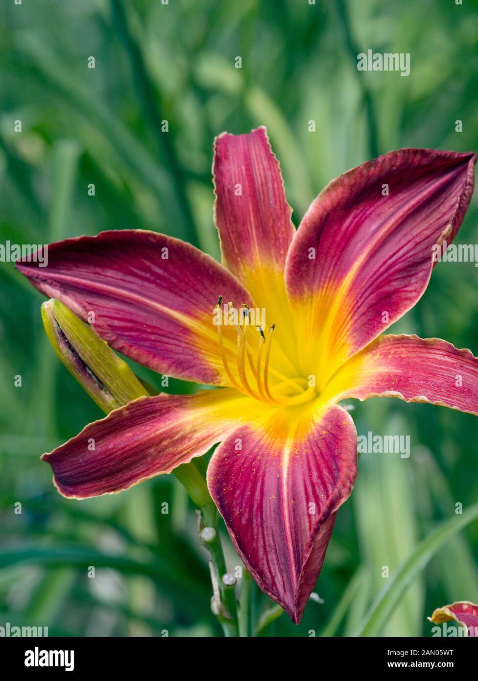 HEMEROCALLIS RUBY SPIDER Stock Photo - Alamy