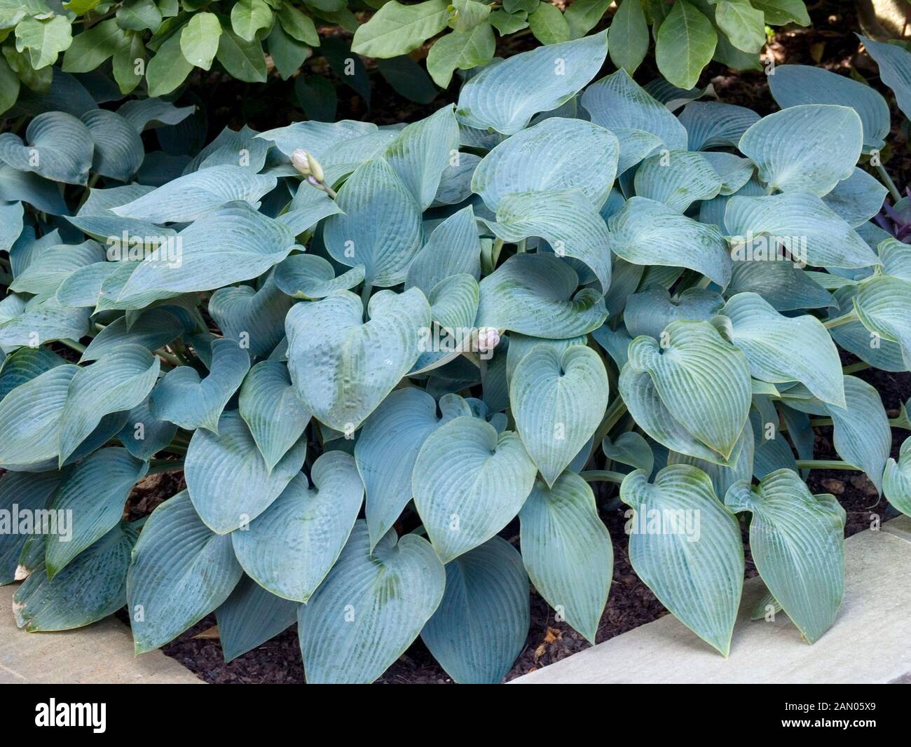 Hosta halcyon leaves hi-res stock photography and images - Alamy