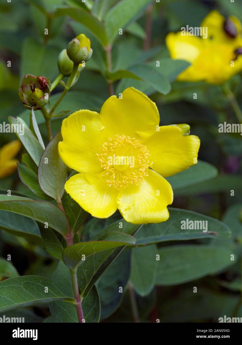 Flower Of Hypericum Hidcote High Resolution Stock Photography and ...