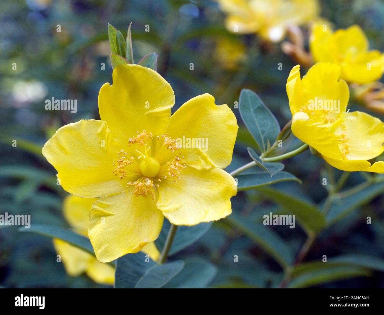 Hypericum hidcote hi-res stock photography and images - Alamy
