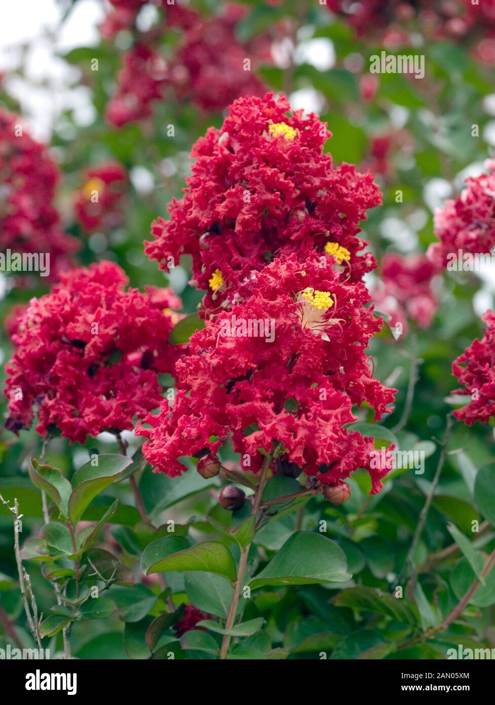 Dynamite red crape myrtle tree hi-res stock photography and images - Alamy