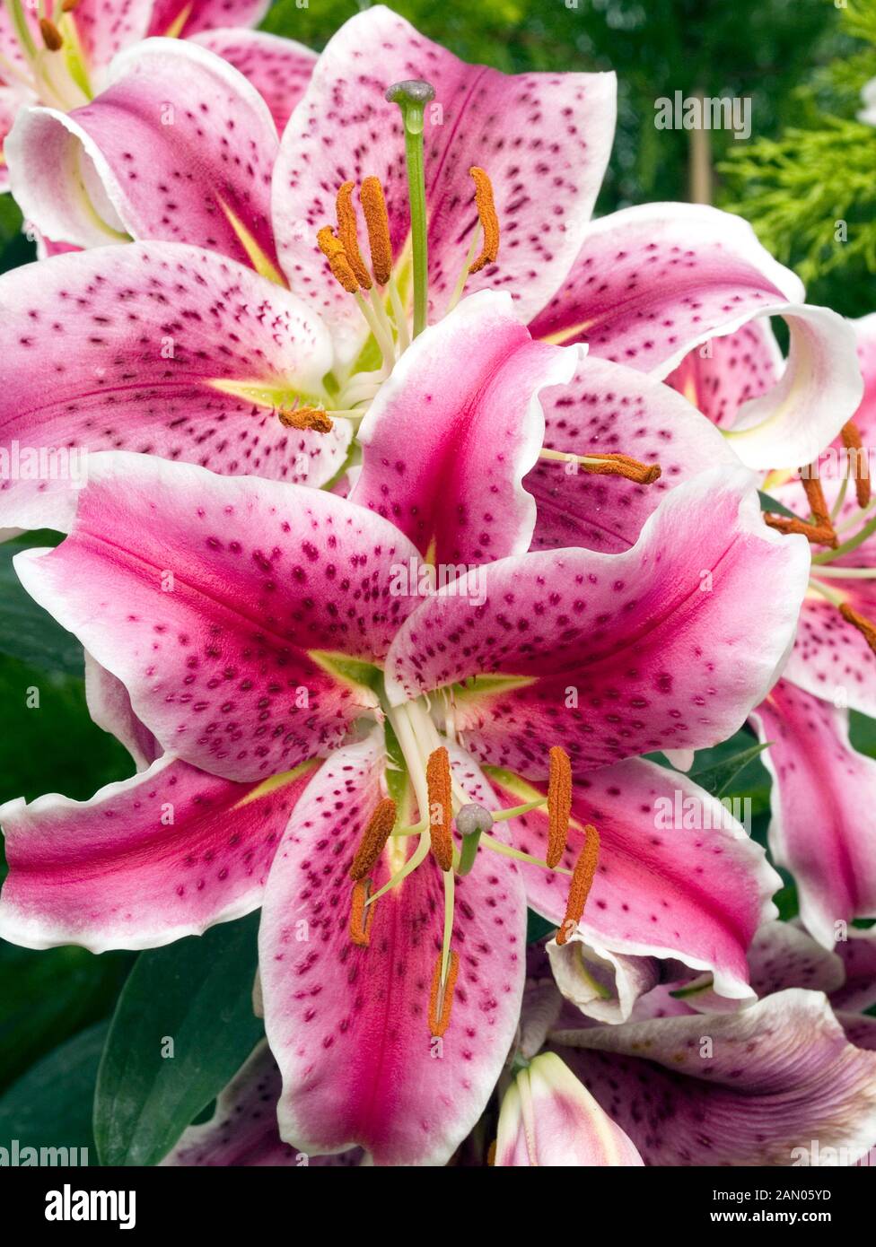 Lisa flower hi-res stock photography and images - Alamy