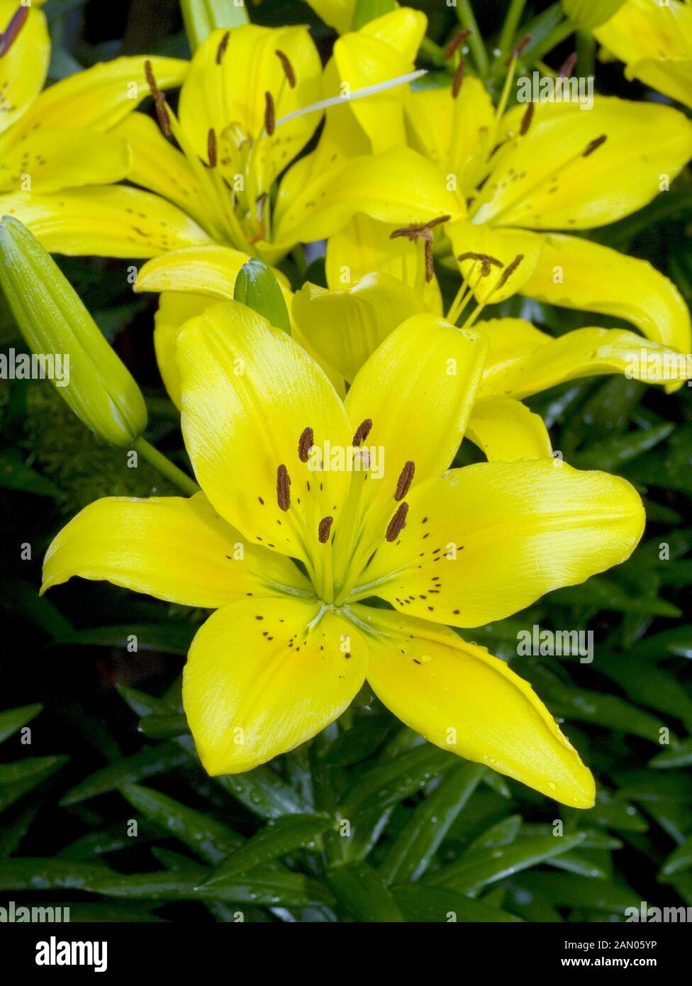 Lilium sunray hi-res stock photography and images - Alamy