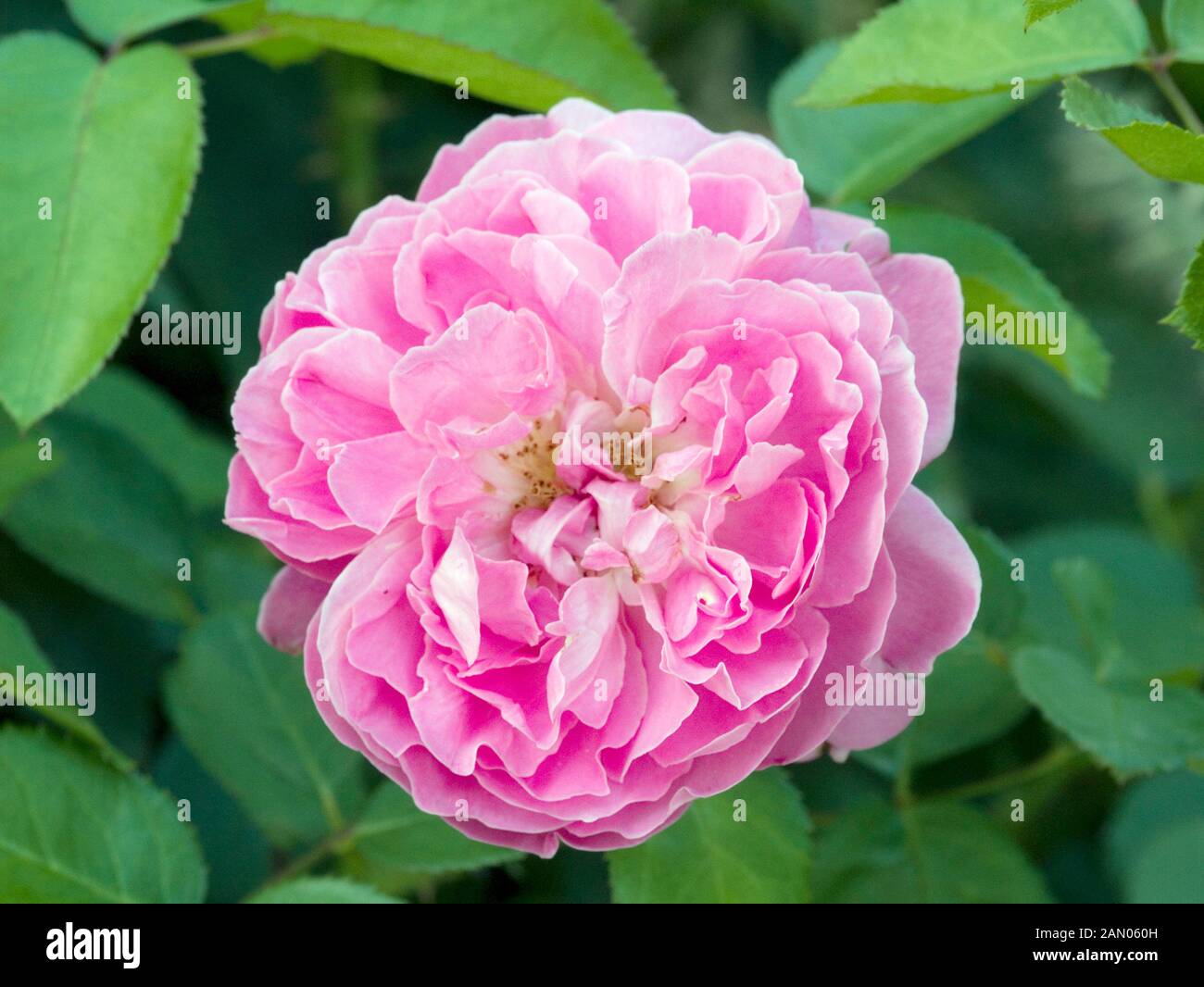 Rosa mary rose hi-res stock photography and images - Alamy