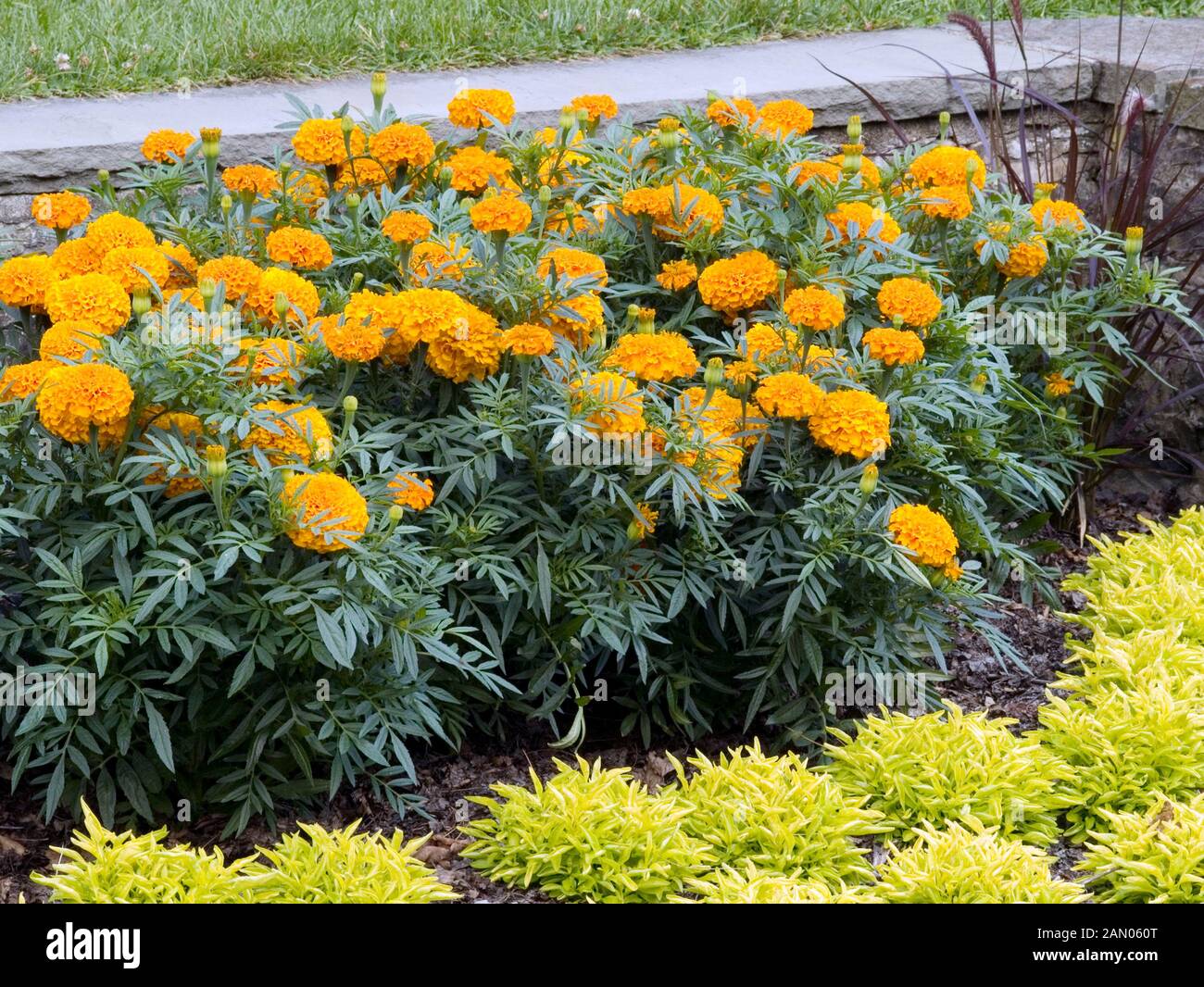 Inca gold hi-res stock photography and images - Alamy