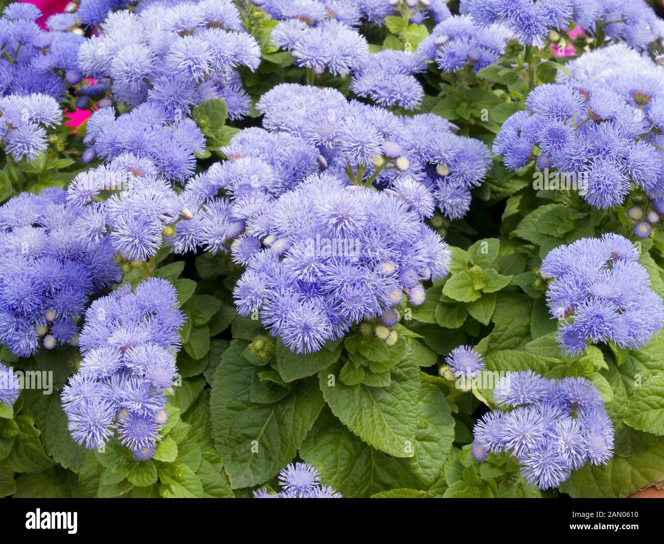 Hawaii Blue Hi Res Stock Photography And Images Alamy