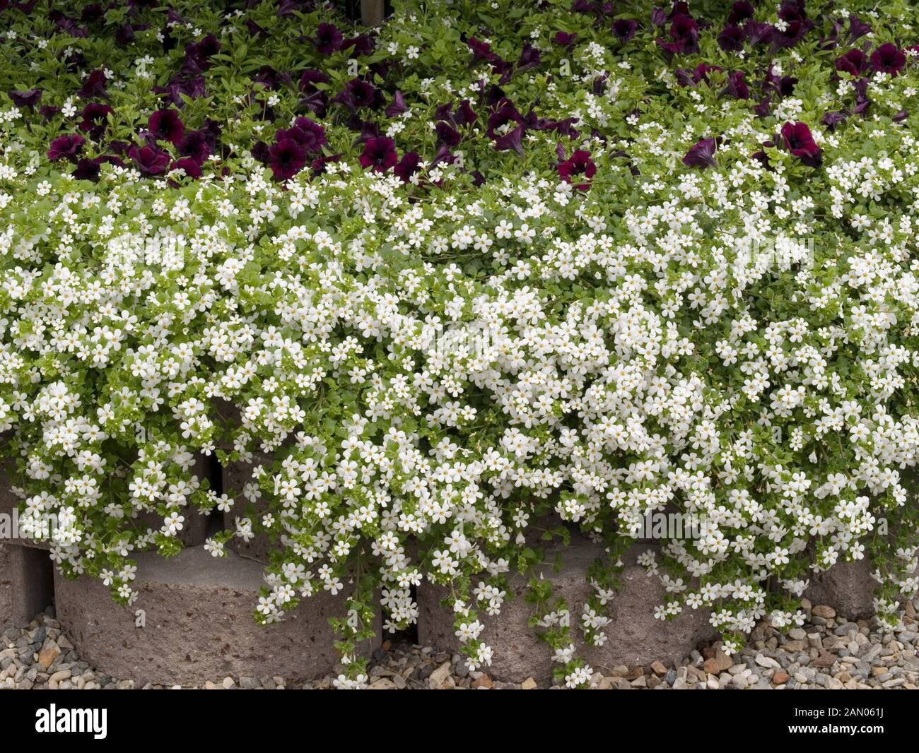 White bacopa hi-res stock photography and images - Alamy
