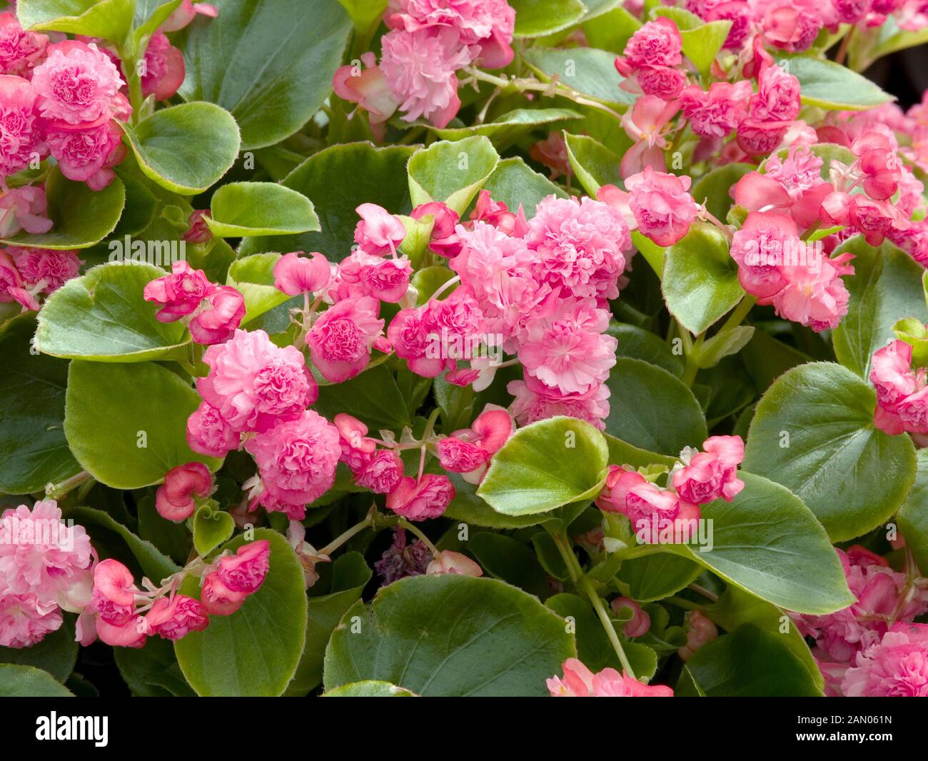 Rose gum hi-res stock photography and images - Alamy