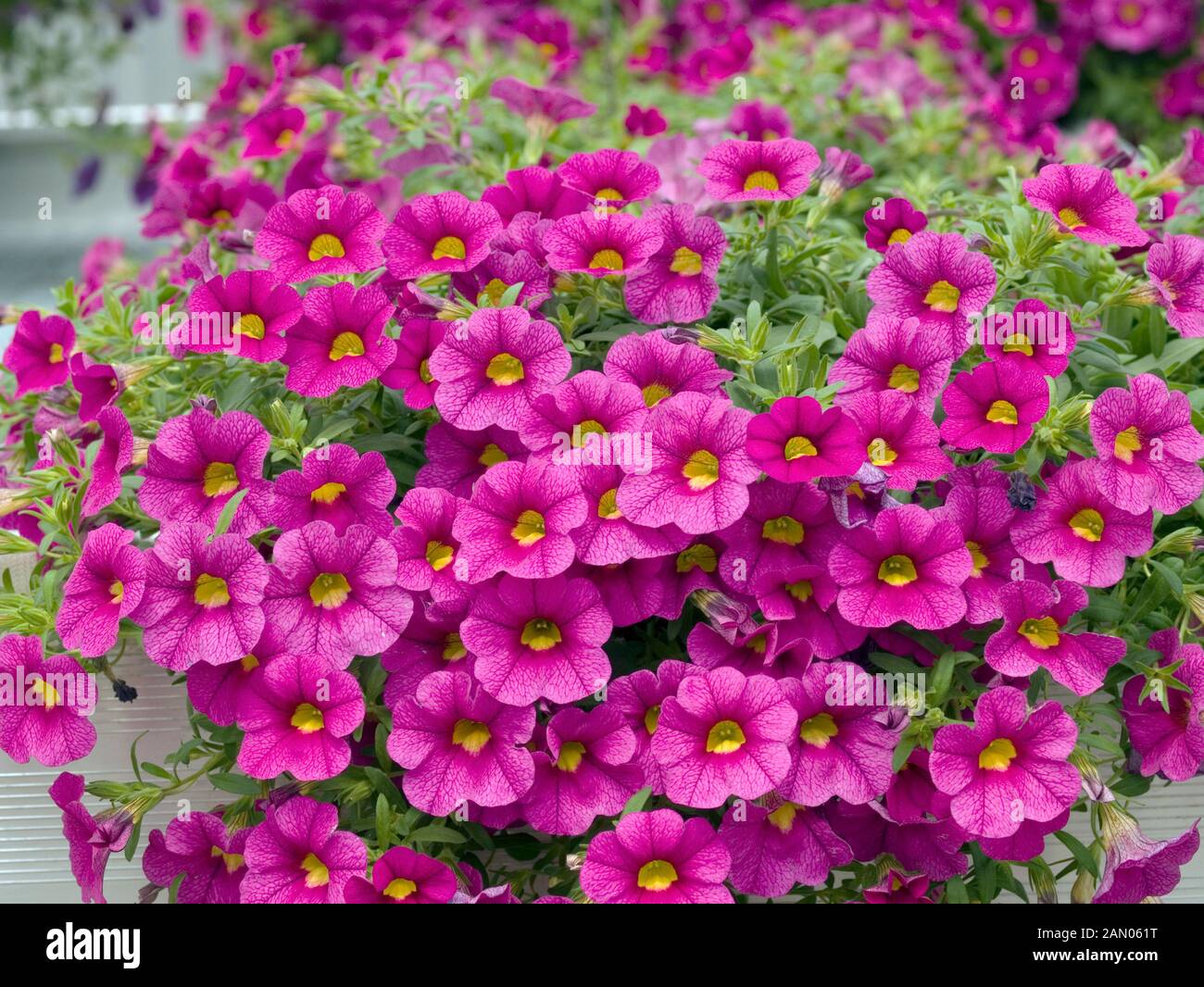 Spring fling hi-res stock photography and images - Alamy