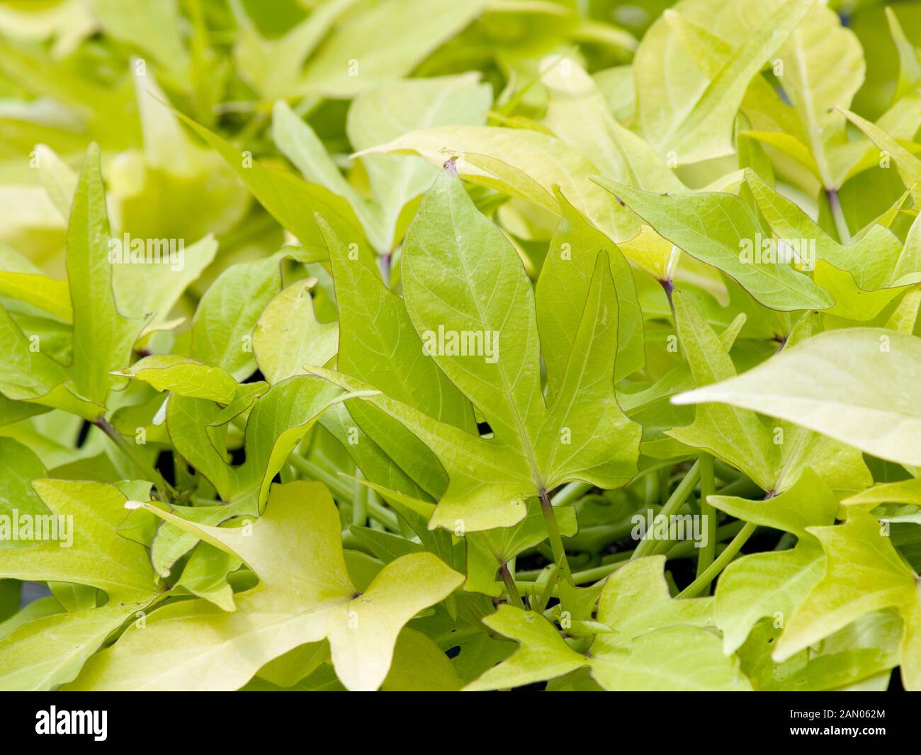 Sweet potato foliage hi-res stock photography and images - Alamy