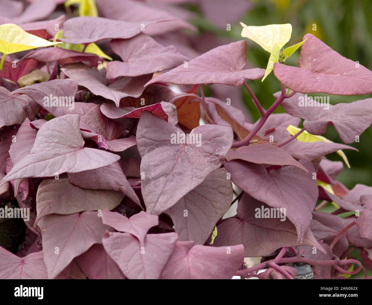IPOMOEA SWEET CAROLINE SWEETHEART RED Stock Photo - Alamy