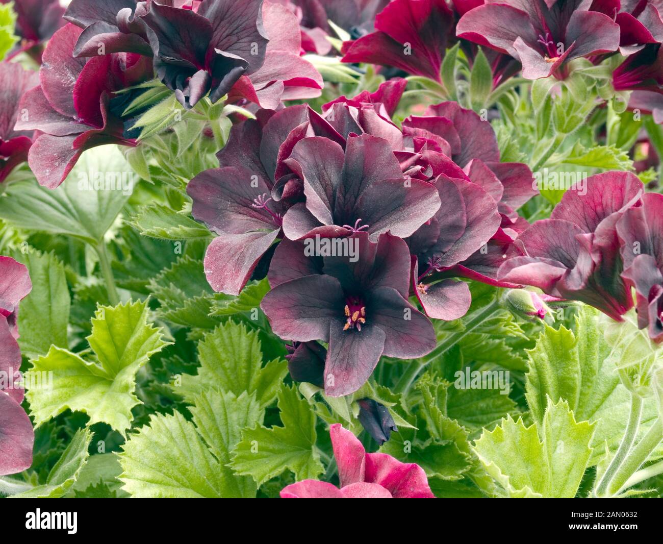 Regal Geranium High Resolution Stock Photography and Images - Alamy