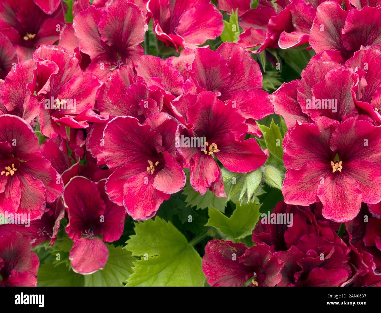 Regal geranium pelargonium flowers hi-res stock photography and images ...