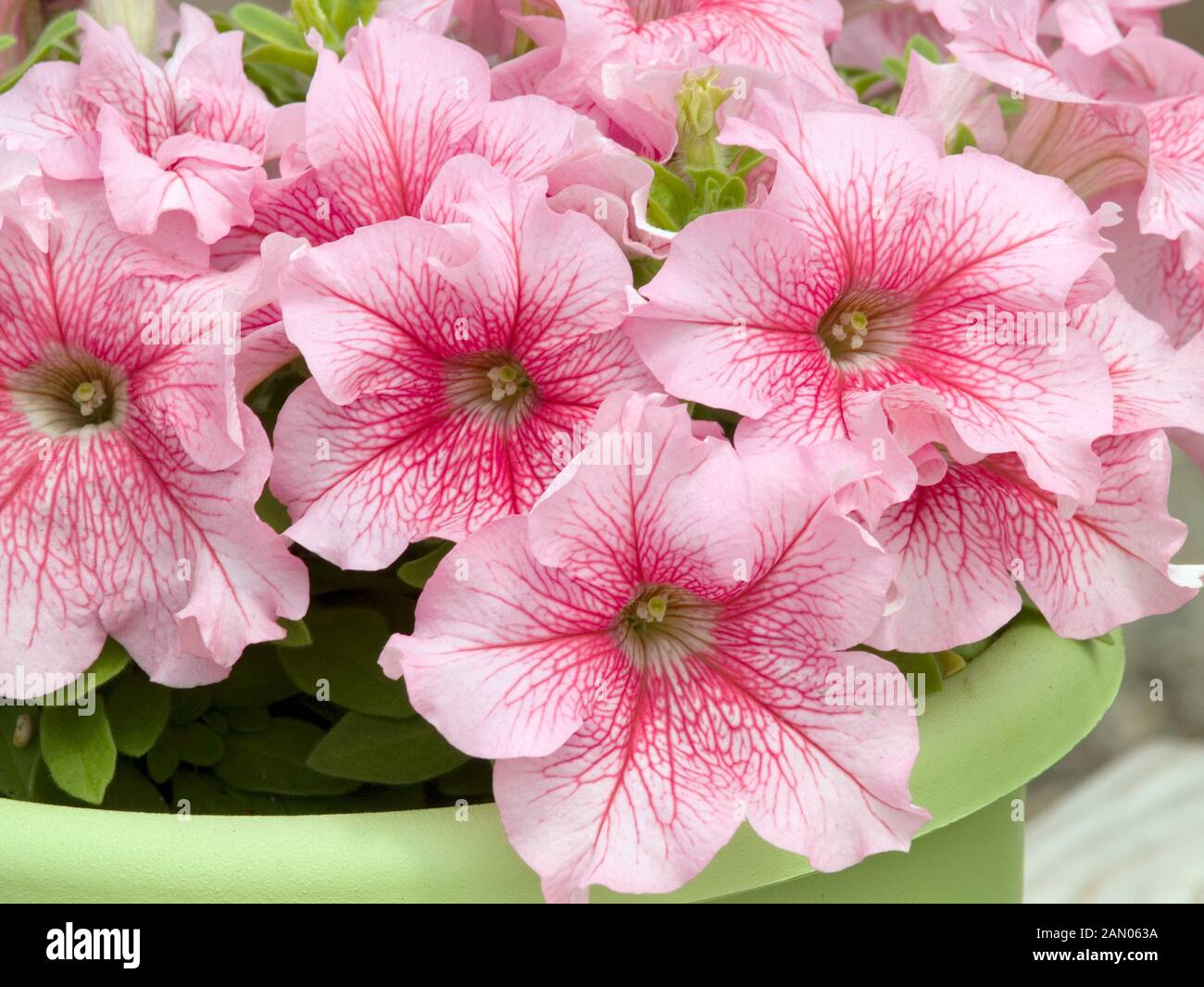 Aladdin pink hi-res stock photography and images - Alamy