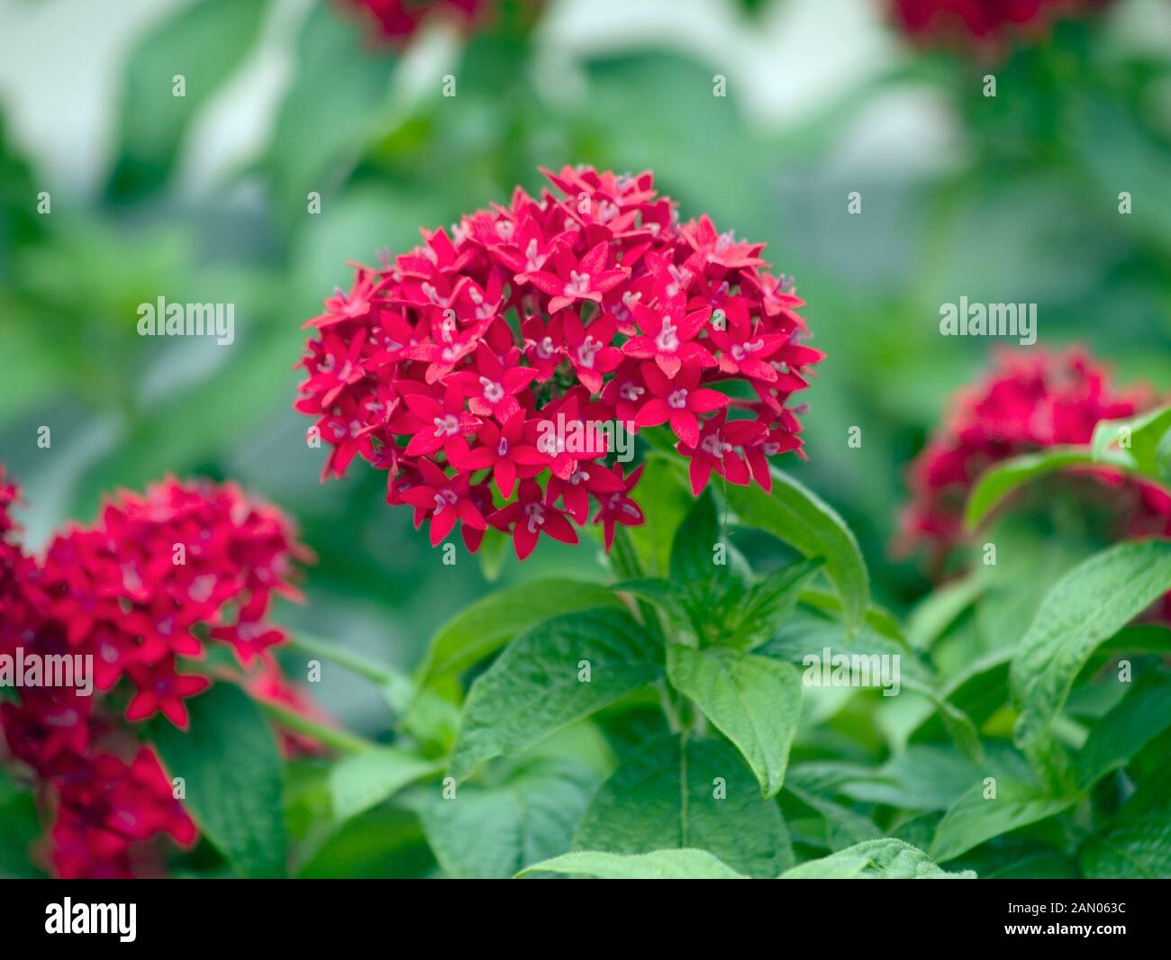 Red Pentas High Resolution Stock Photography and Images - Alamy
