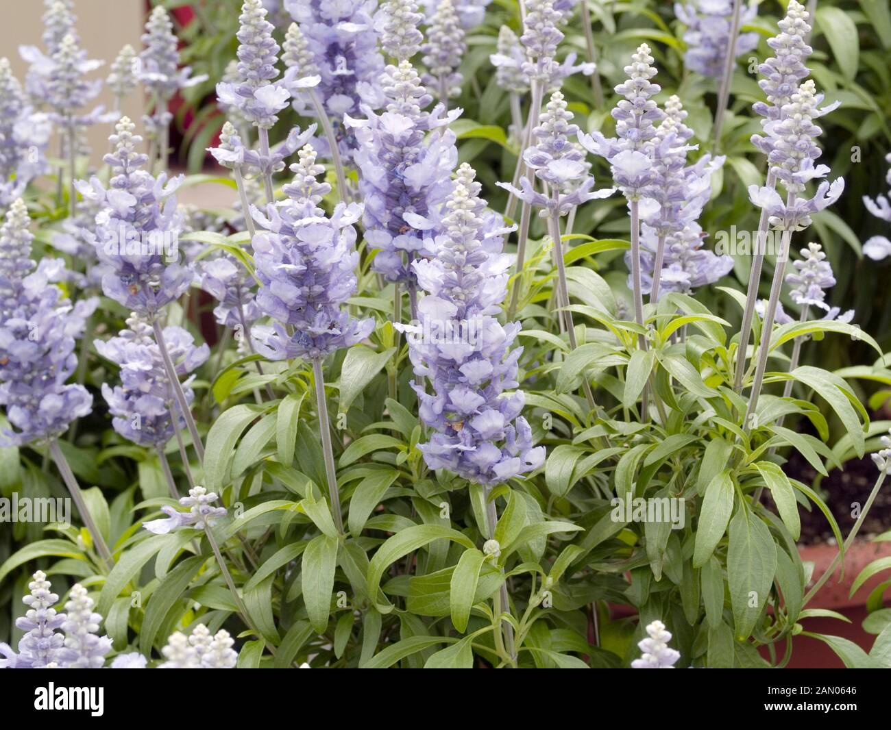 SALVIA FARINACEA CATHEDRAL SKY BLUE Stock Photo - Alamy