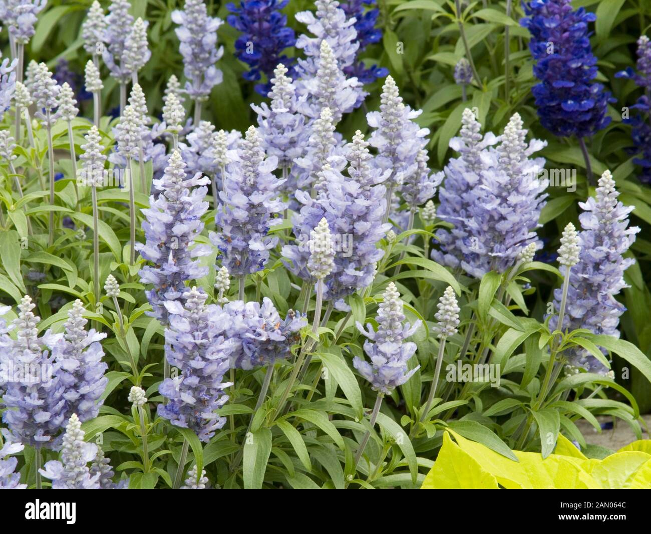 SALVIA FARINACEA CATHEDRAL SKY BLUE Stock Photo - Alamy