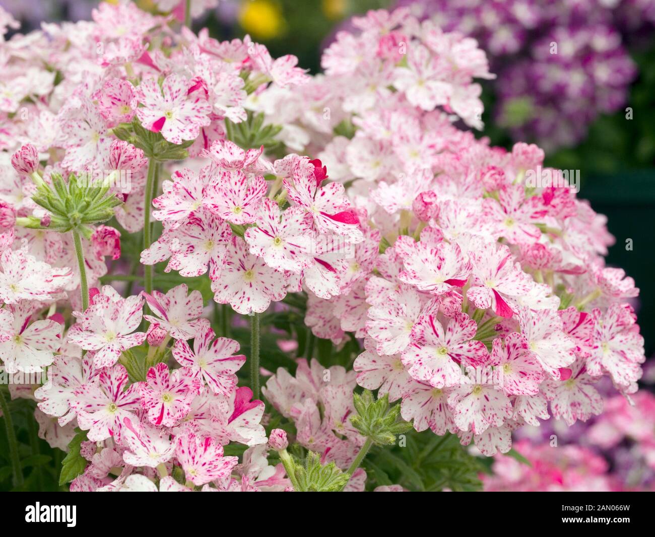 Red white verbena hi-res stock photography and images - Alamy