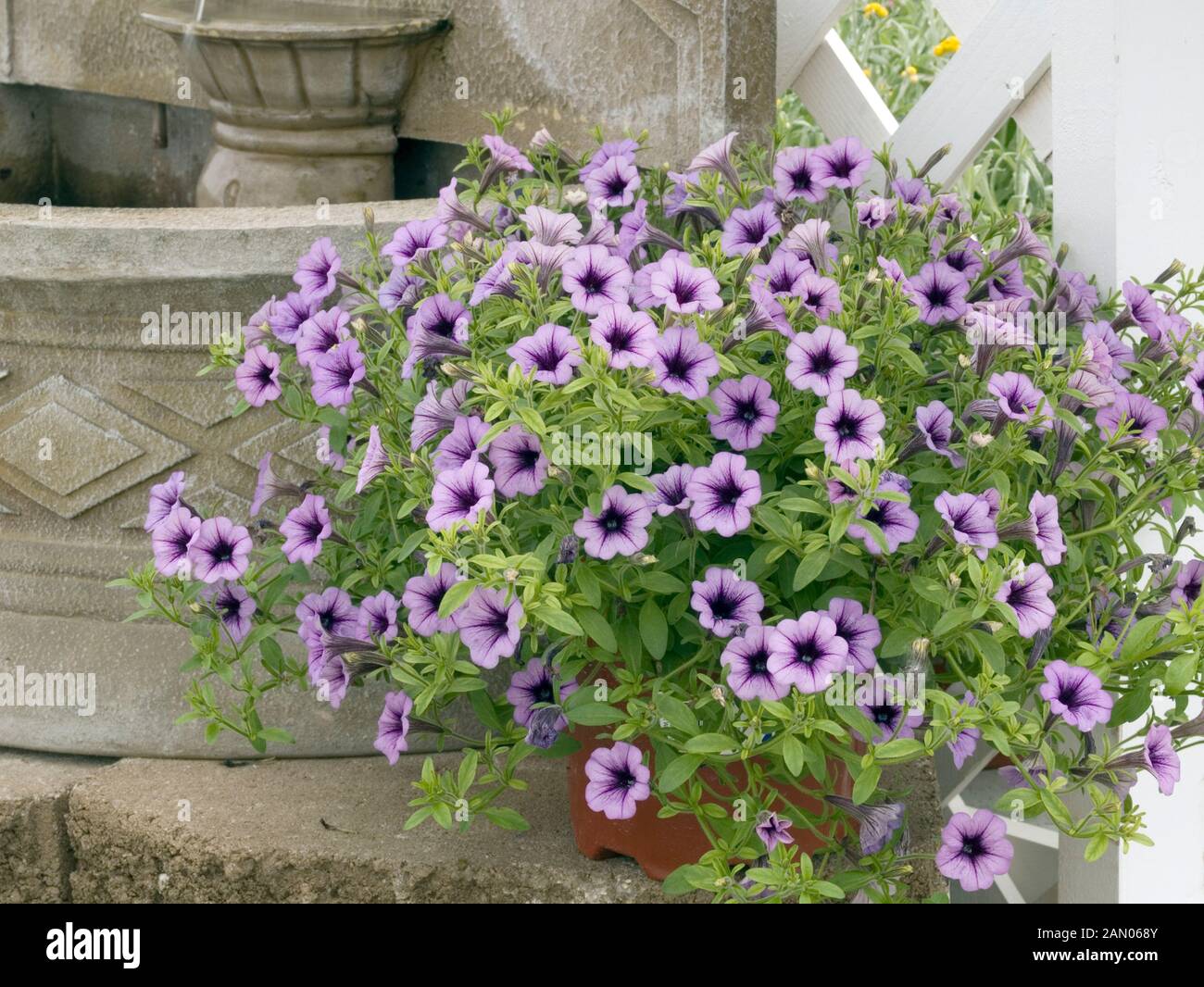 Petunia littletunia hi-res stock photography and images - Alamy