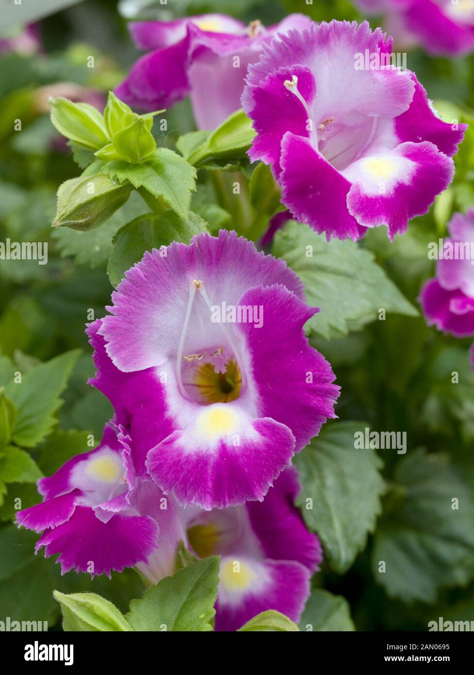 Punky hi-res stock photography and images - Alamy