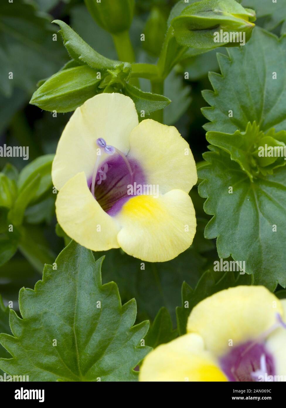 Torenia moon hi-res stock photography and images - Alamy