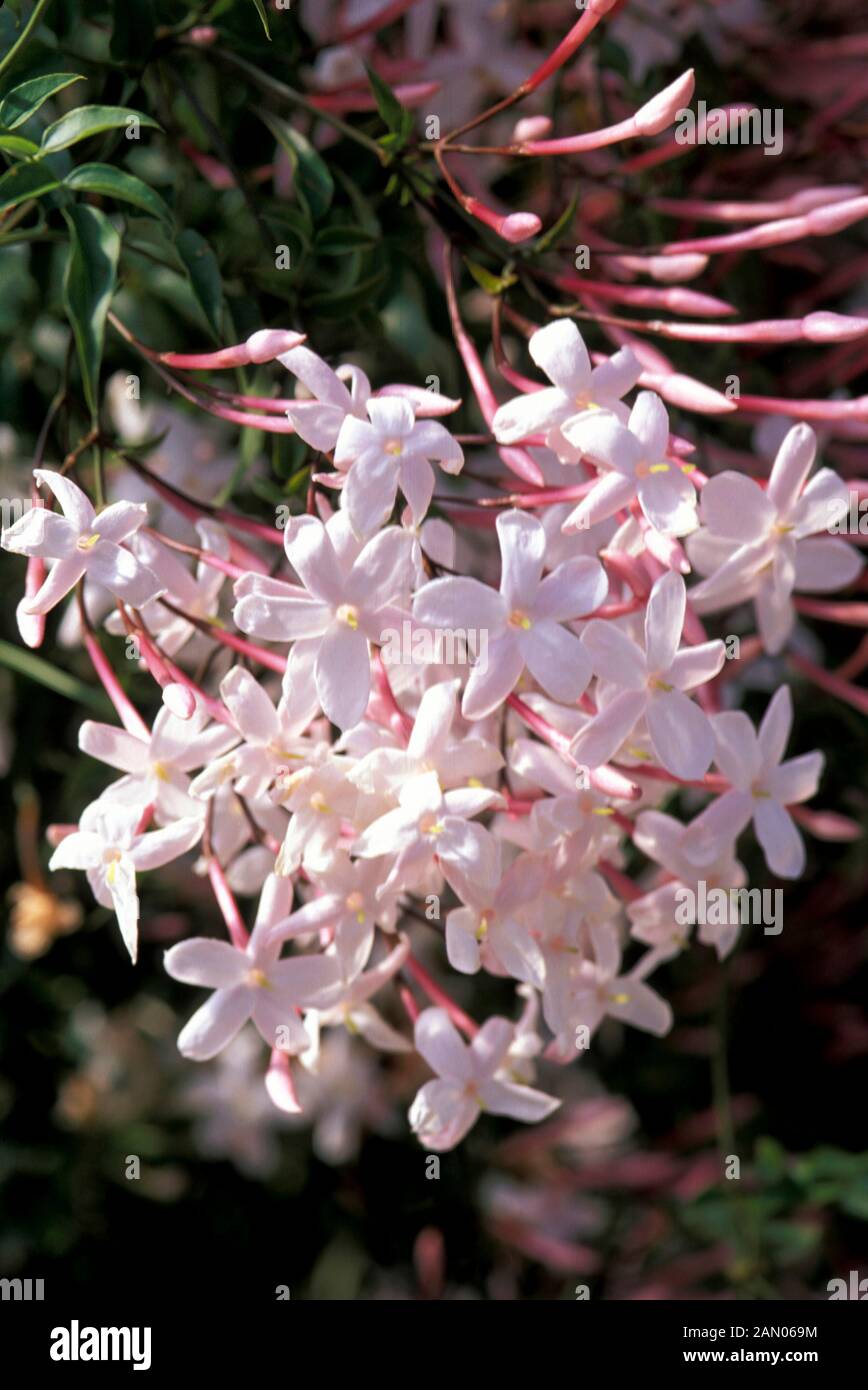 Jasminum polyanthum hi-res stock photography and images - Alamy
