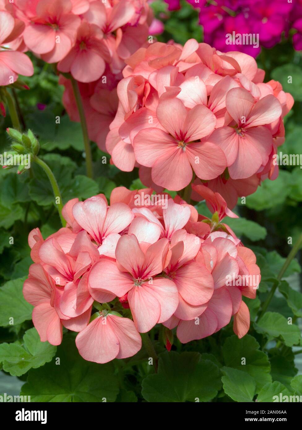 Pelargonium horizon orange hi-res stock photography and images - Alamy