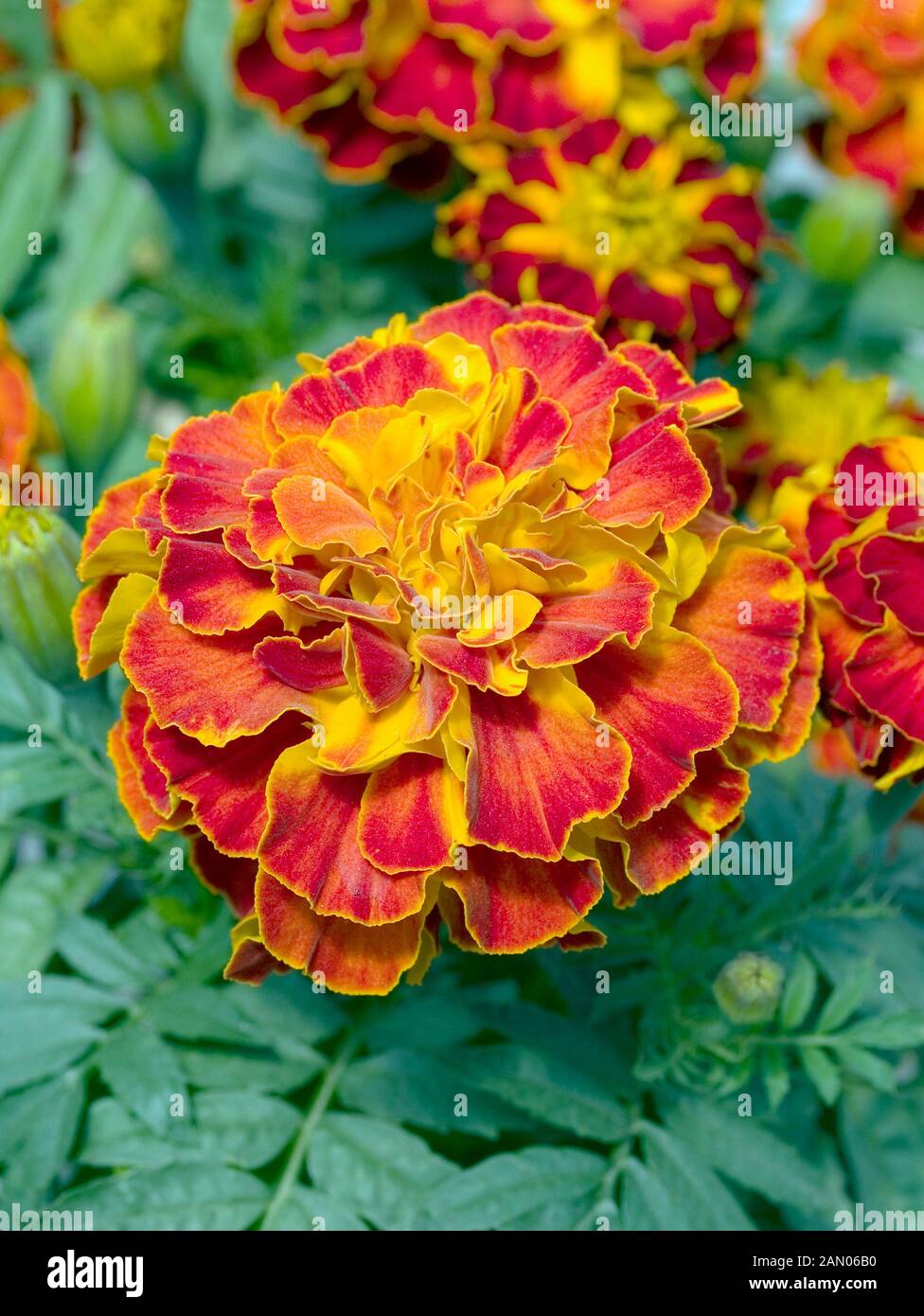 Zenith red hi-res stock photography and images - Alamy