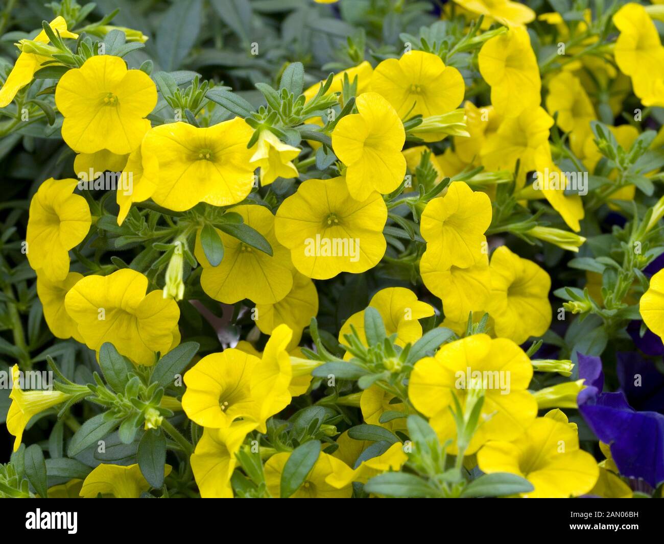 CALIBRACHOA CALLIE DEEP YELLOW Stock Photo - Alamy