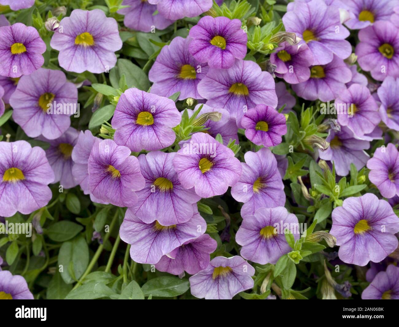 CALIBRACHOA CALLIE LIGHT BLUE Stock Photo - Alamy