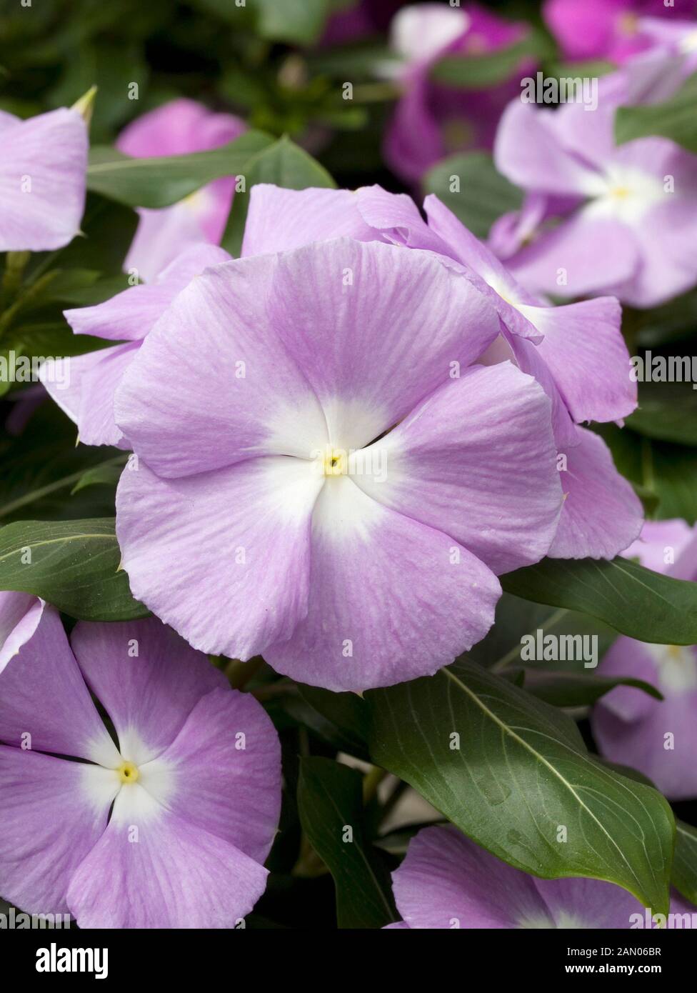 Cora flower hi-res stock photography and images - Alamy