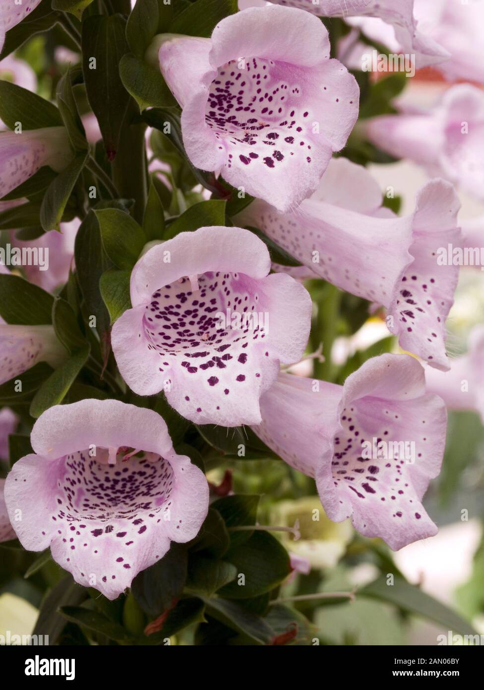 Digitalis Camelot Lavender High Resolution Stock Photography and Images ...