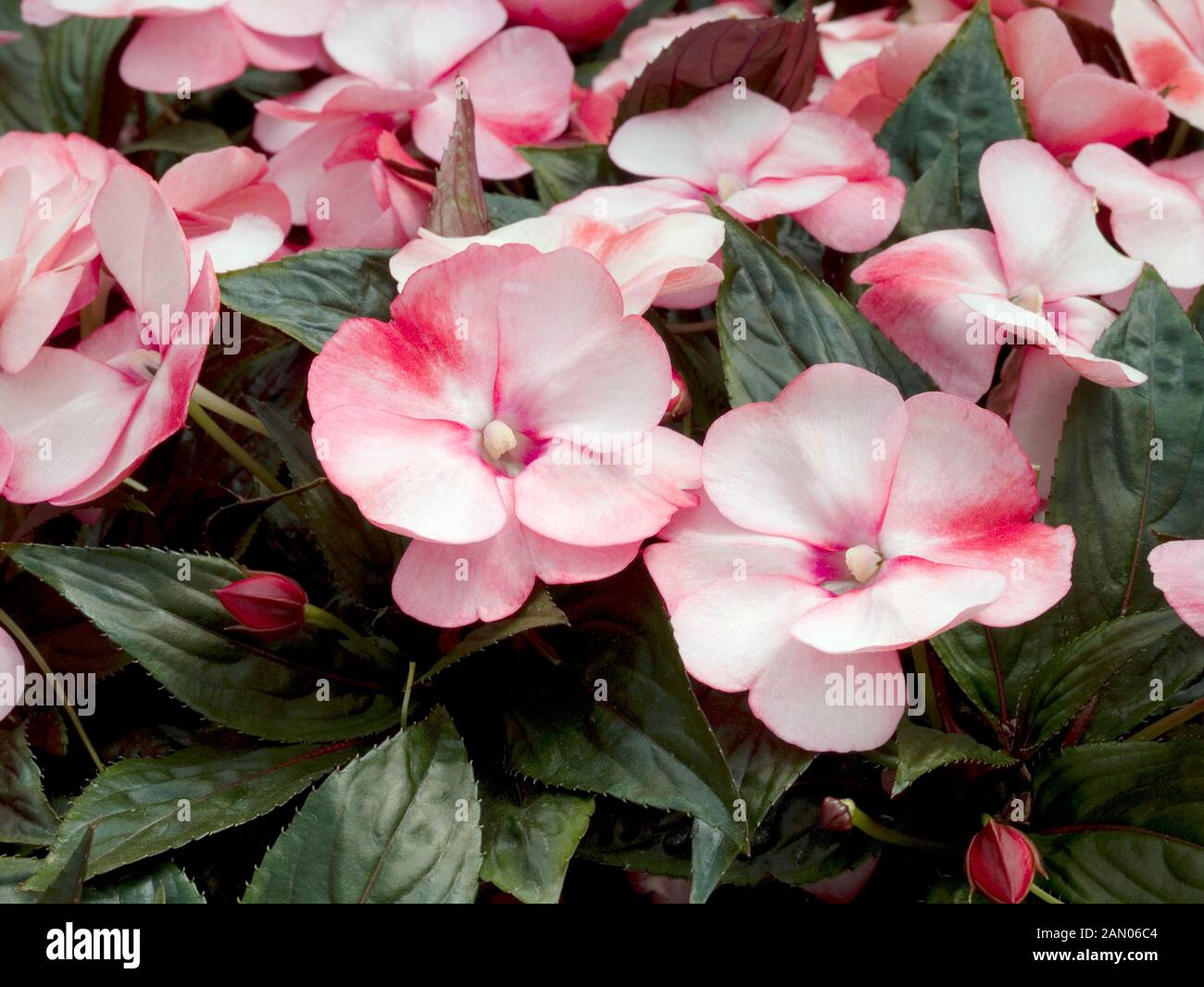Impatiens New Guinea High Resolution Stock Photography and Images - Alamy
