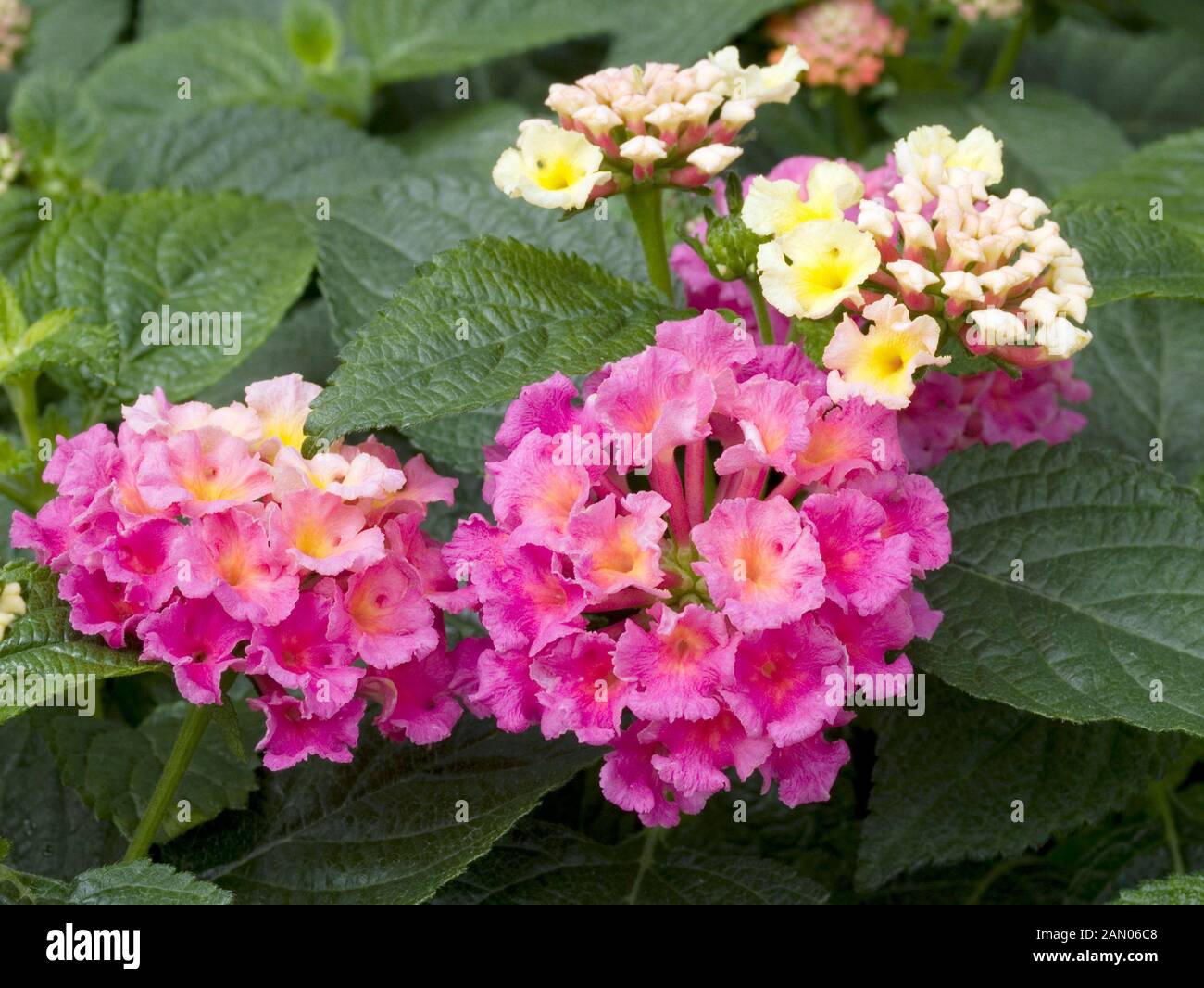 Bandana rose hi-res stock photography and images - Alamy