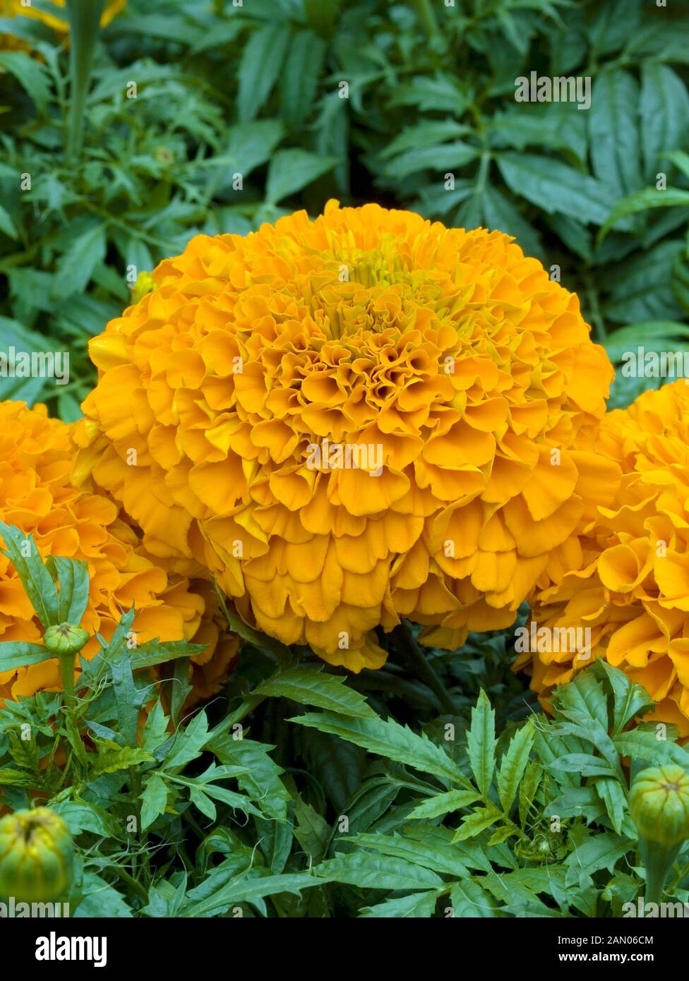 TAGETES ERECTA PERFECTION ORANGE Stock Photo - Alamy