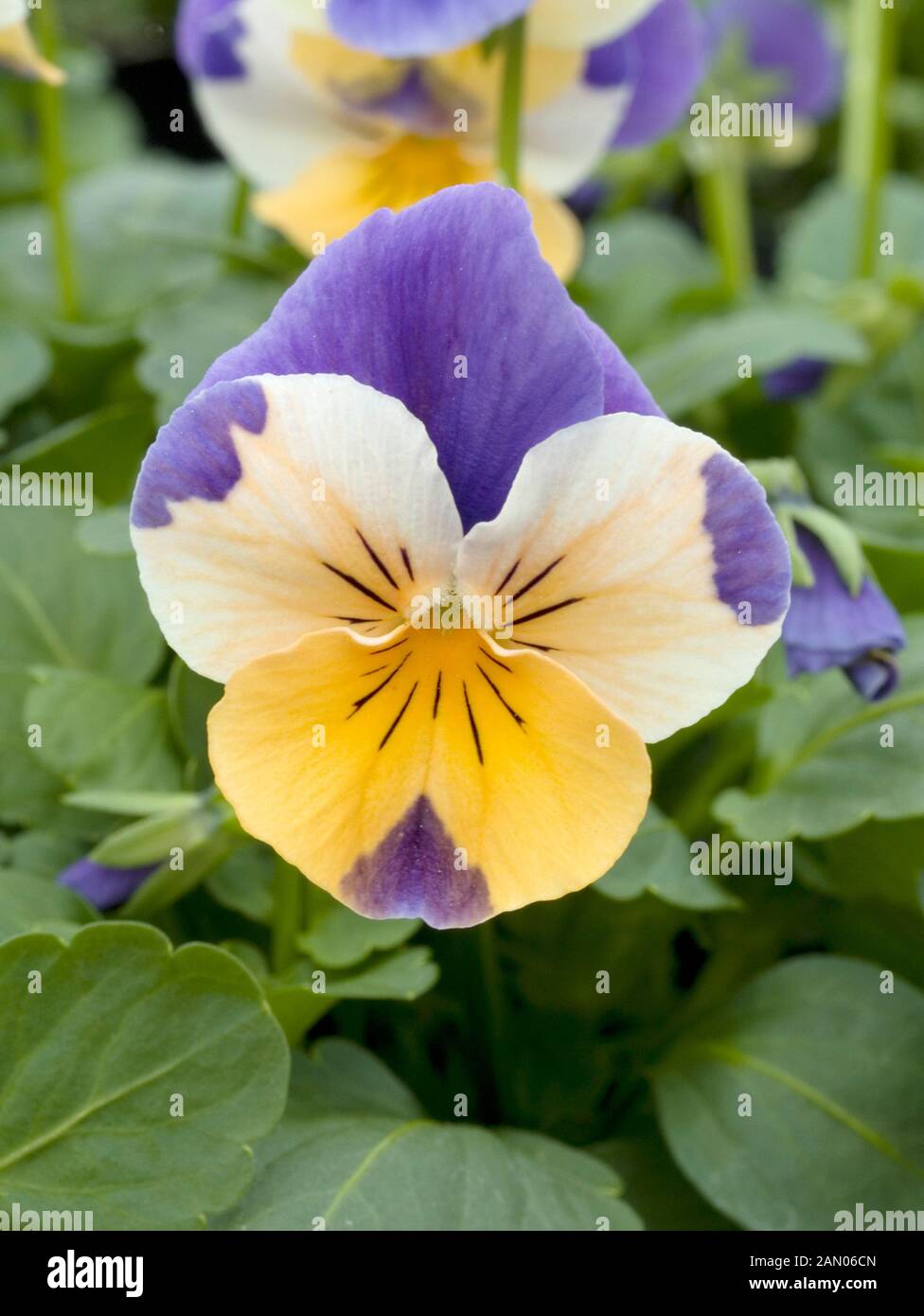 Penny peach hi-res stock photography and images - Alamy