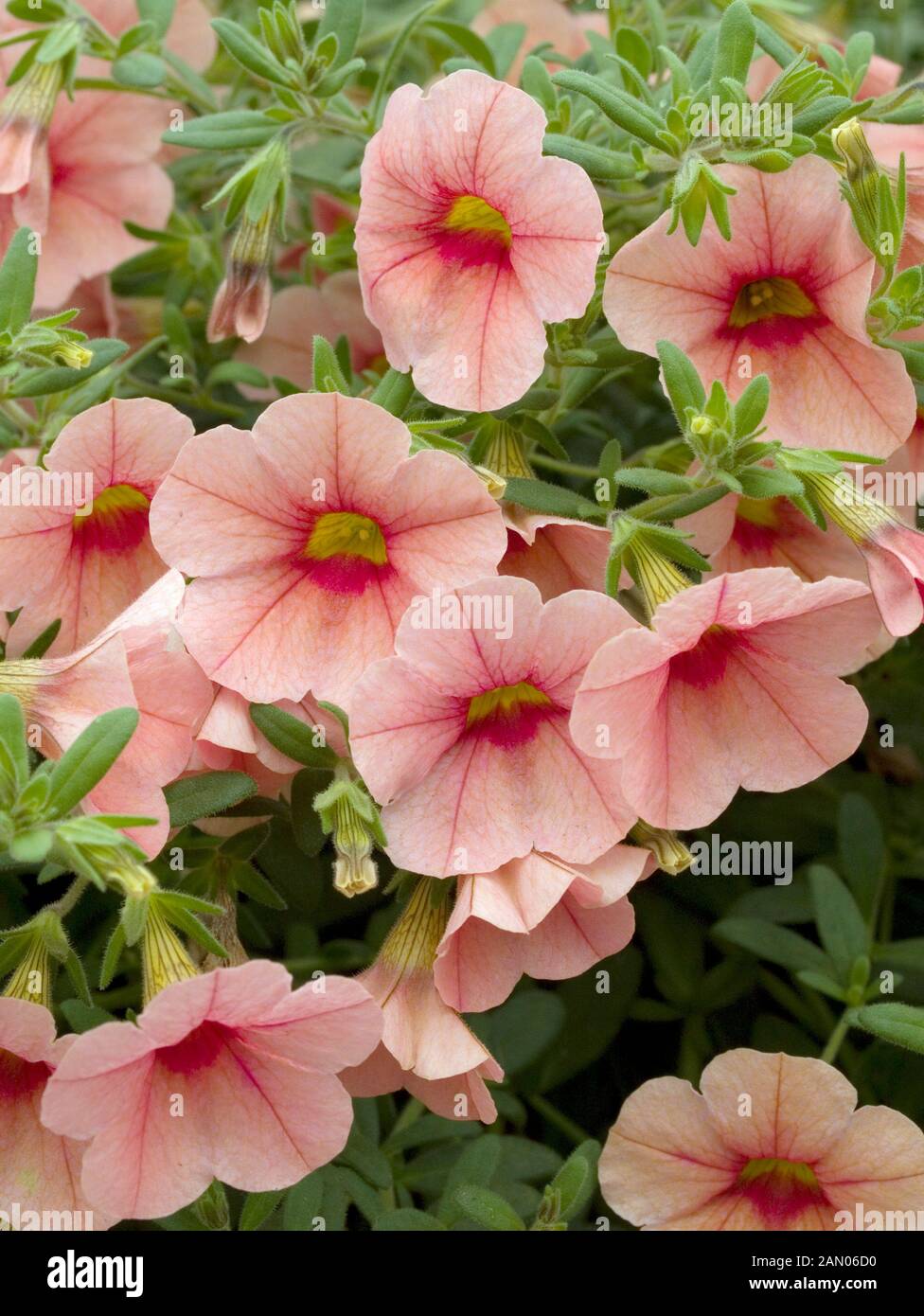 Close up million bells hi-res stock photography and images - Alamy