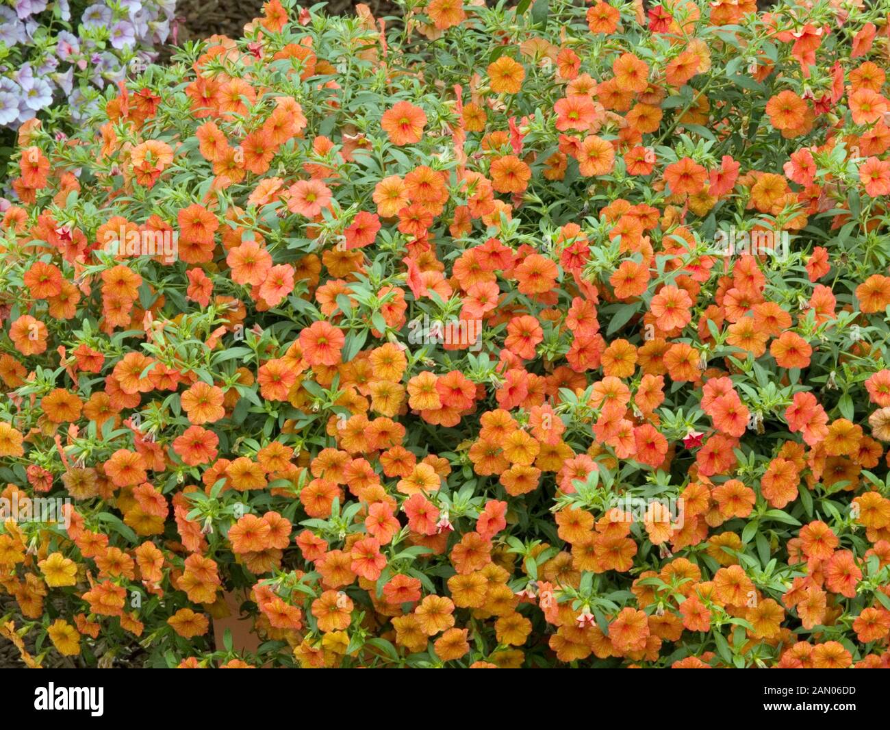 CALIBRACHOA MILLION BELLS CRACKLING FIRE Stock Photo - Alamy
