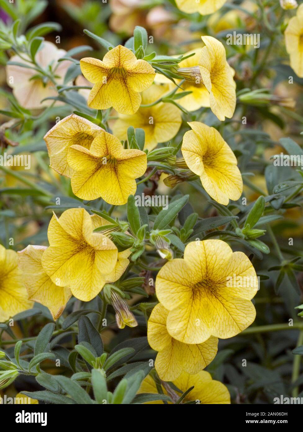 Close up million bells hi-res stock photography and images - Alamy