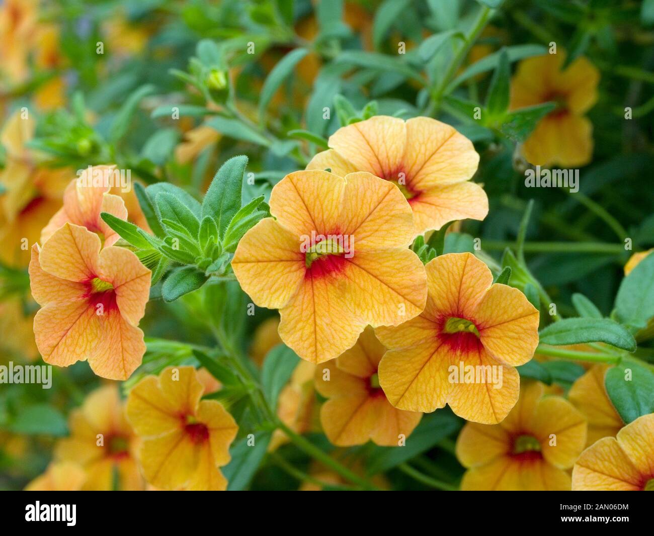 Close up million bells hi-res stock photography and images - Alamy