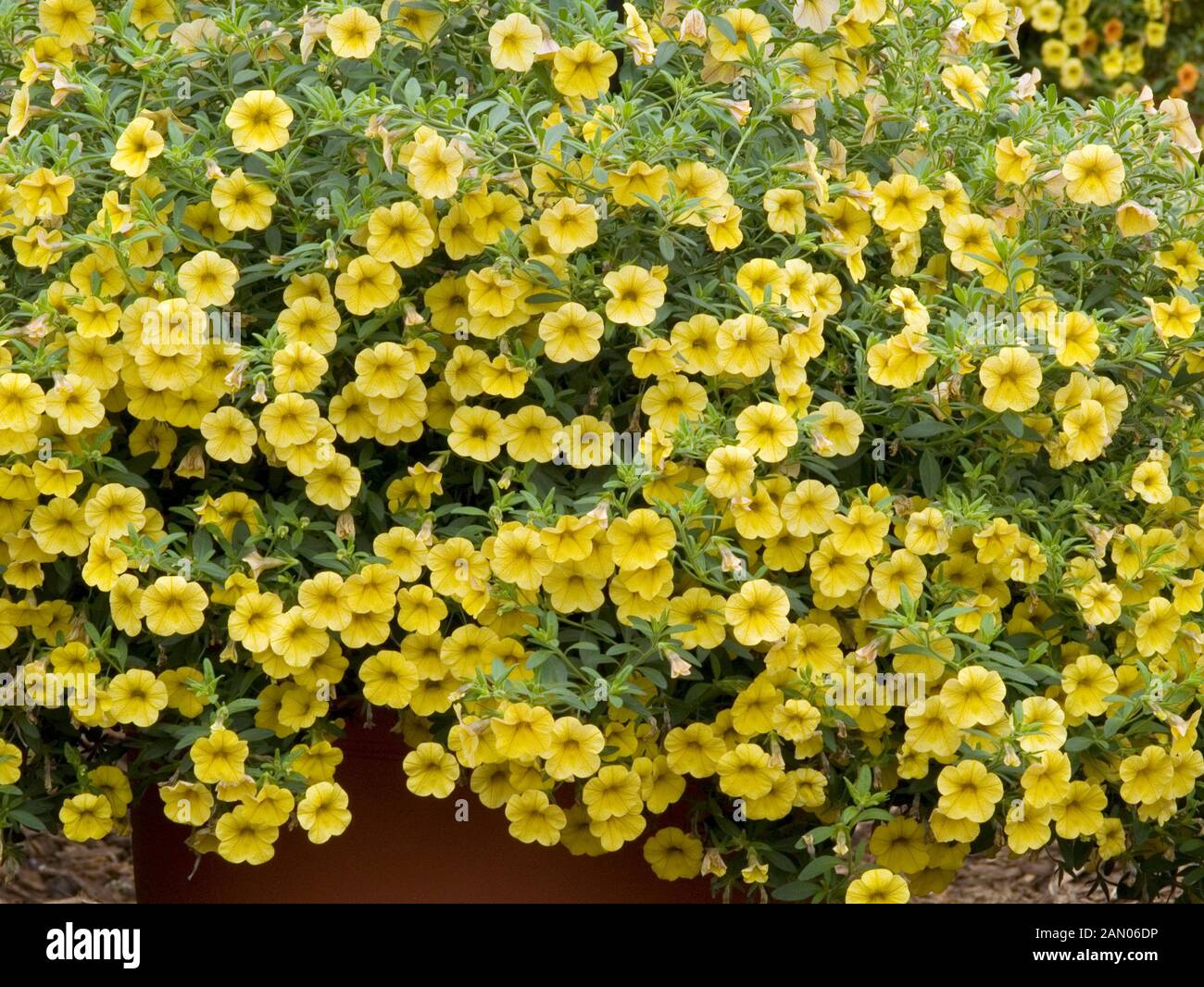 Close up million bells hi-res stock photography and images - Alamy