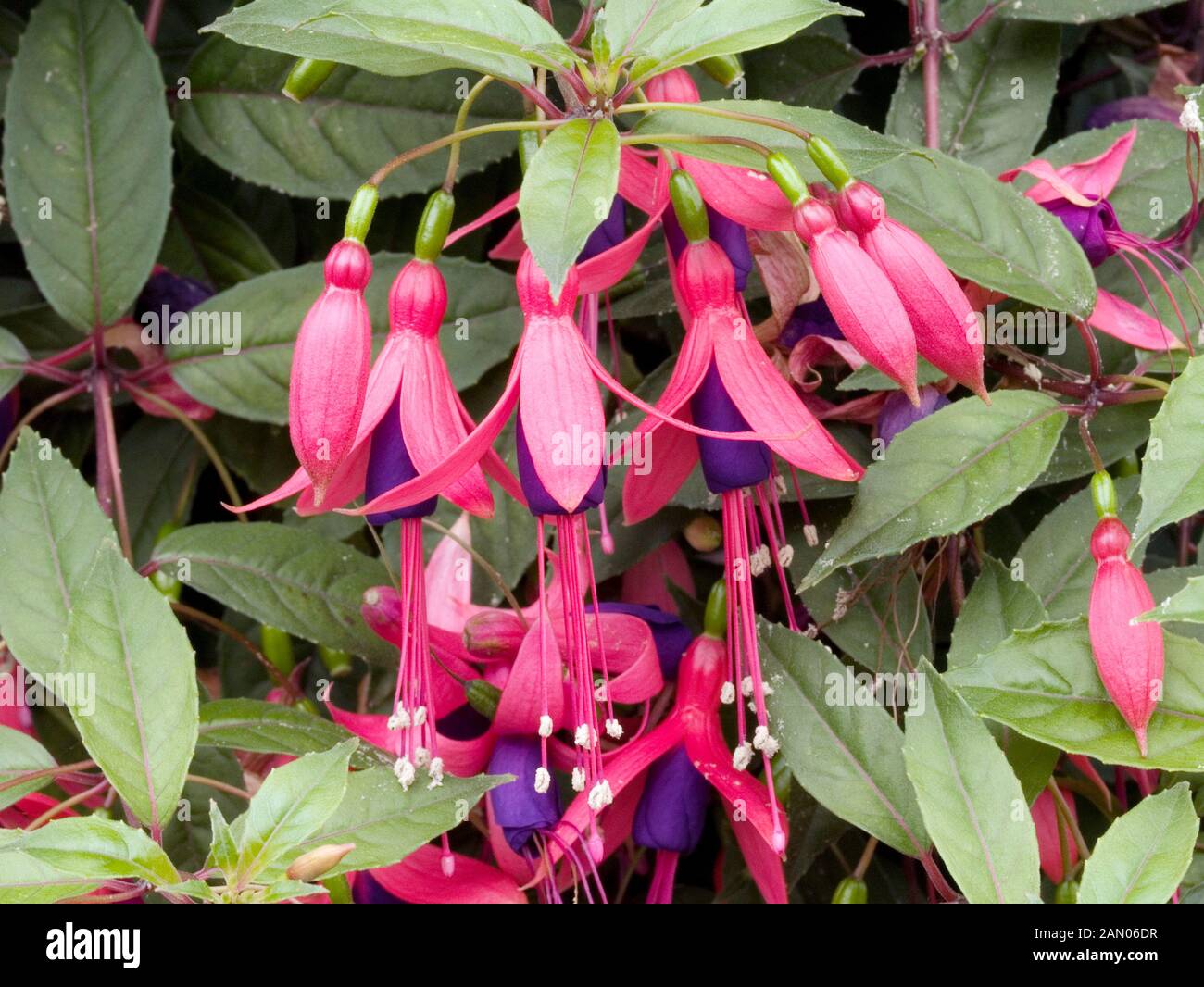 Angel earrings hi-res stock photography and images - Alamy