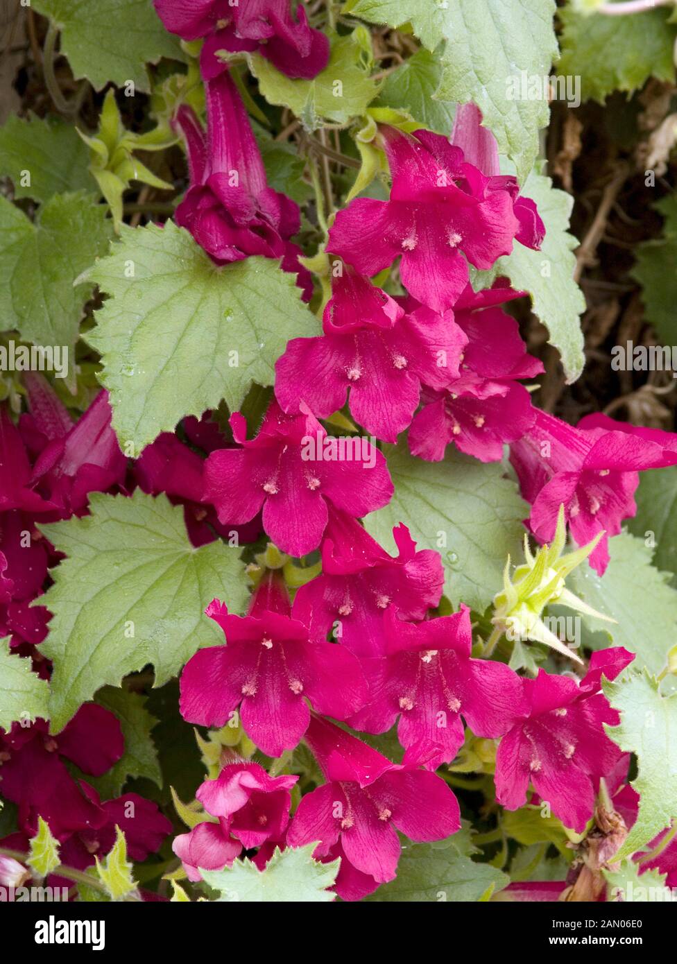 Lophospermum hi-res stock photography and images - Alamy