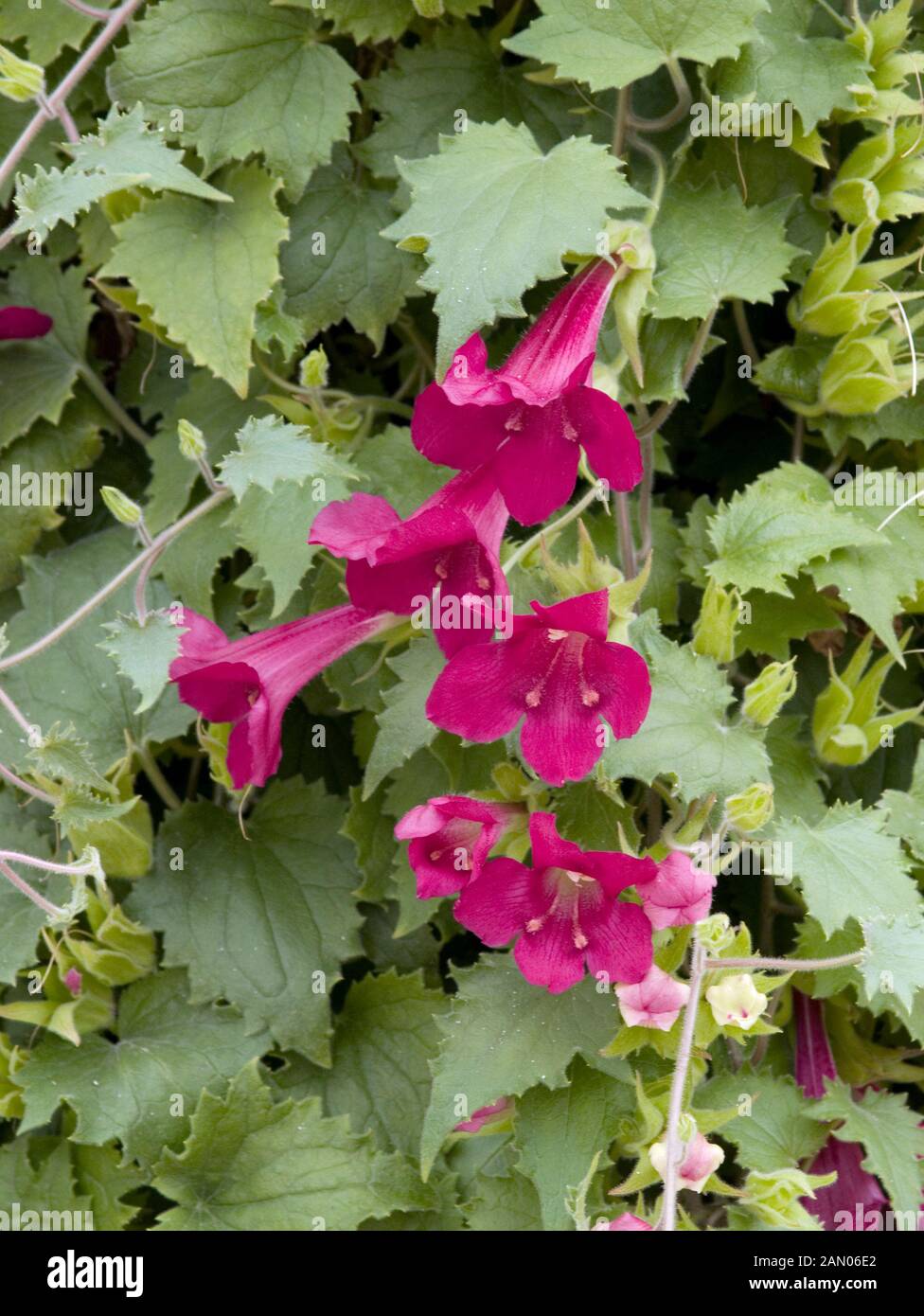 Lophospermum hi-res stock photography and images - Alamy